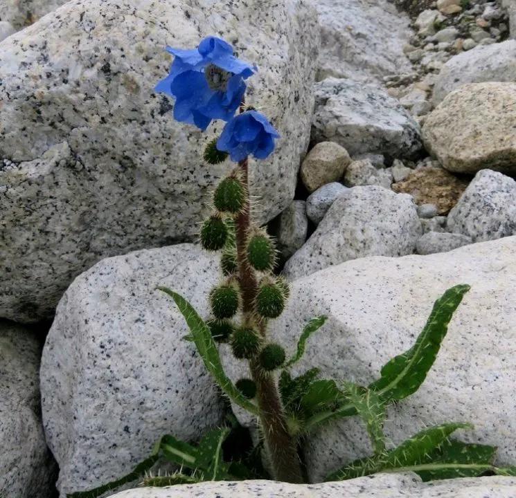 "Chinese Plants Influencing the World" - iNEWS