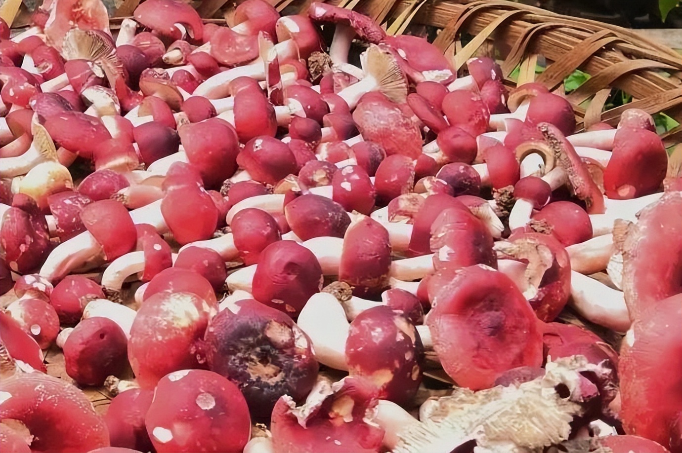 Go Rabbit Nanping - iNEWS