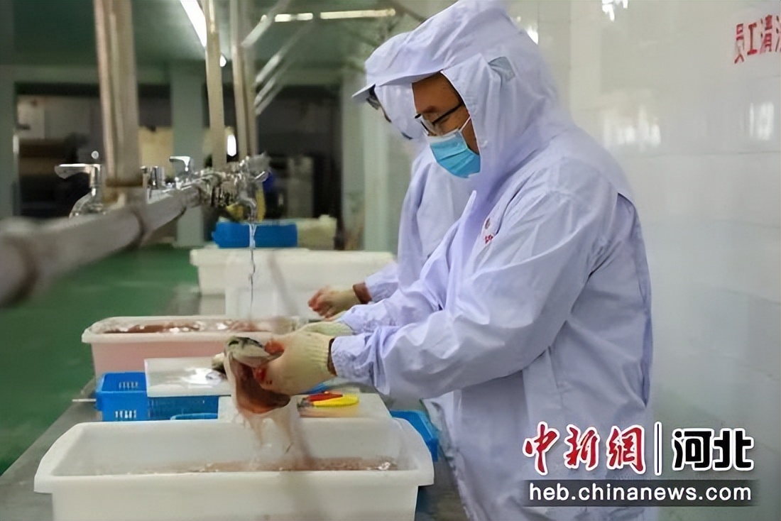 Frozen shrimp processing is busy, puffer fish farming earns high ...