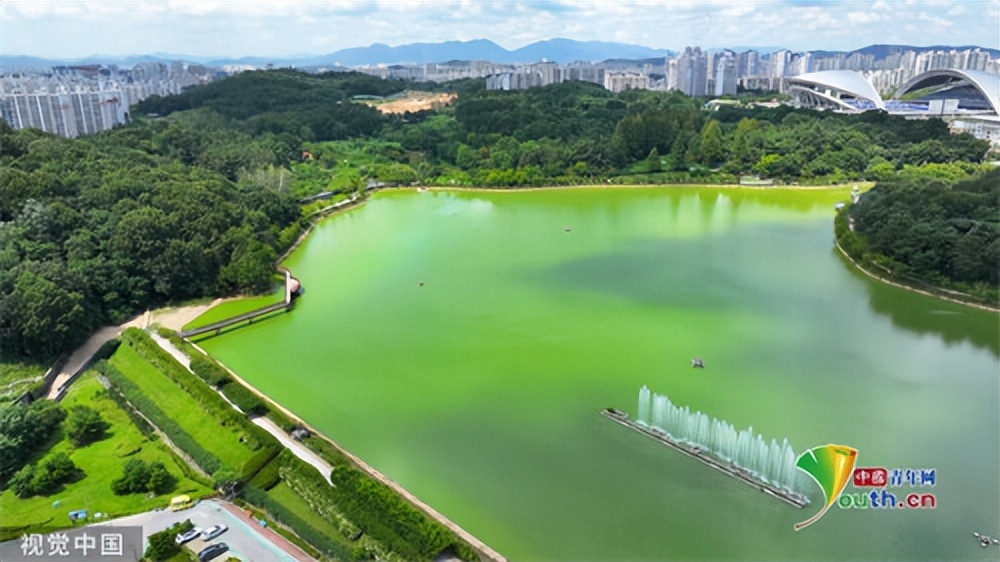 Green algae phenomenon occurs in a park in South Korea, and the lake ...