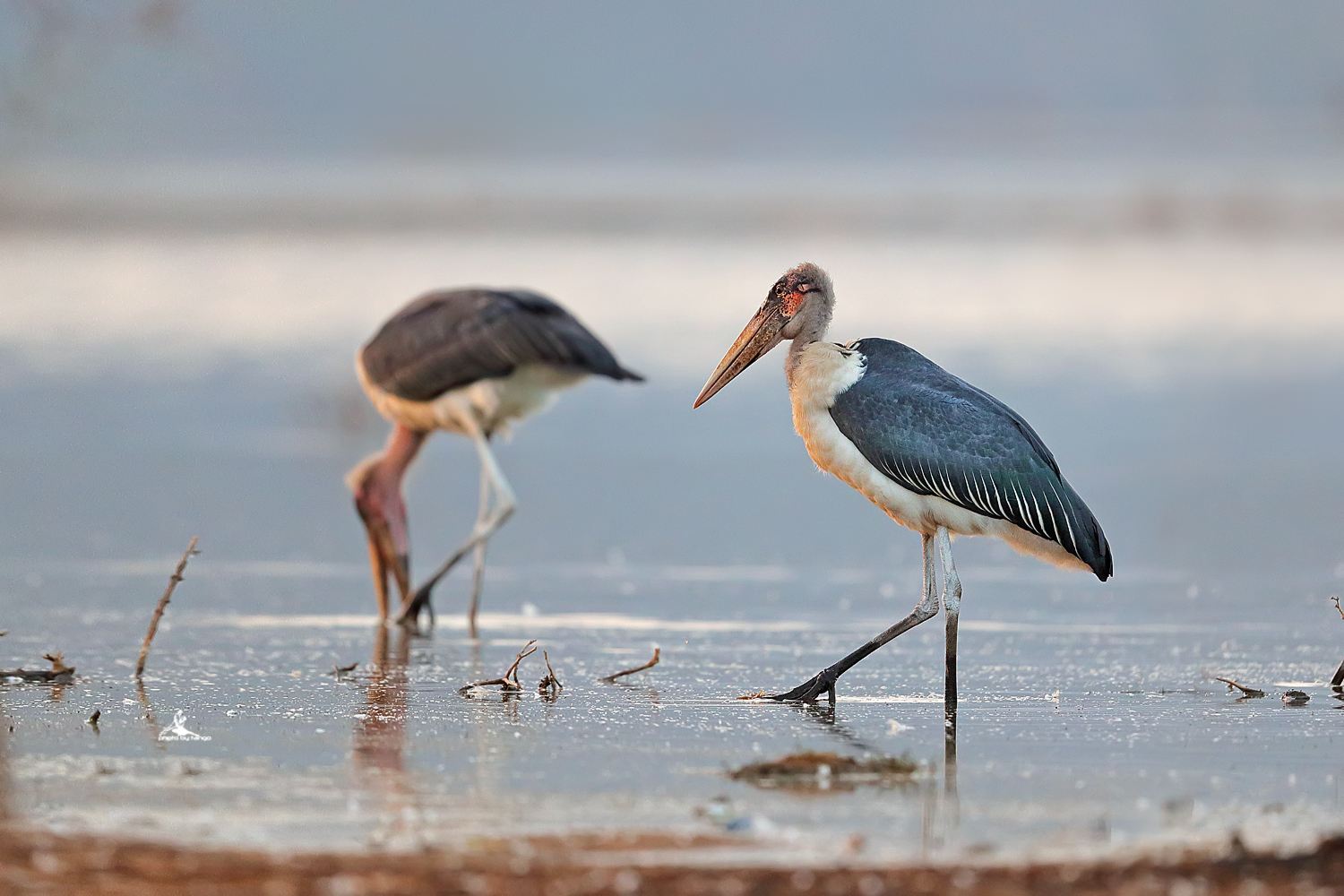 Like scavengers, but bald?The sturdy bird of the African bald stork ...