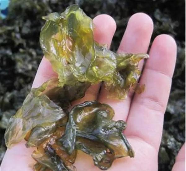 Reminds me of the Di Qulian (Di Ruan) - iNEWS