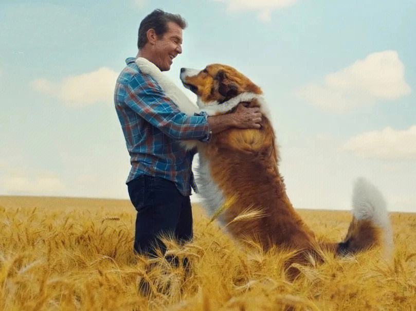 Visual narration in the movie "A Dog's Purpose" for the presentation of ...