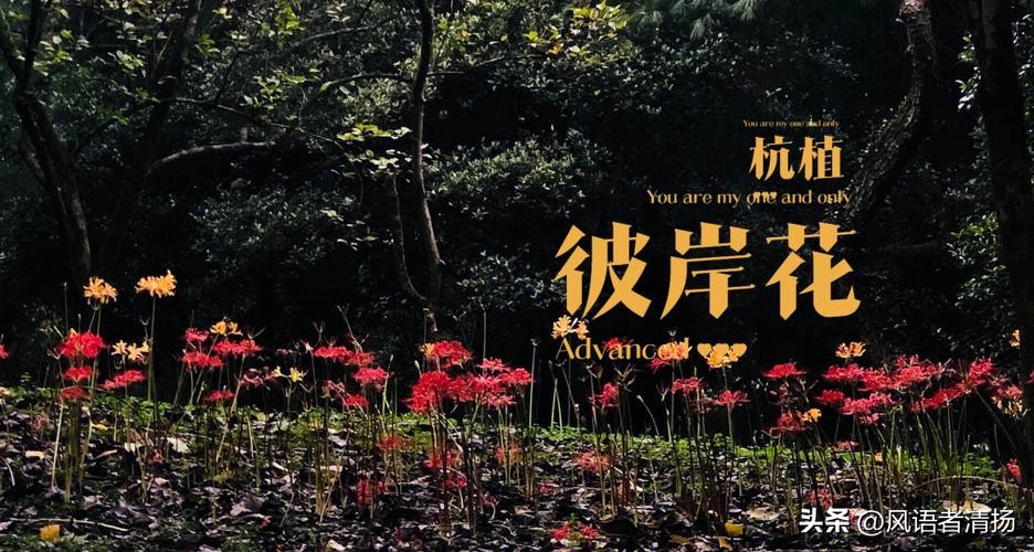 Flower Demon: A thousand-year love-hate song, a time-traveling joy and ...