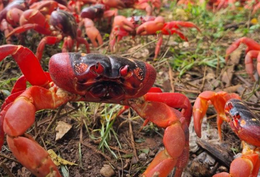Australia's Christmas Island red crabs began to migrate, densely "red ...