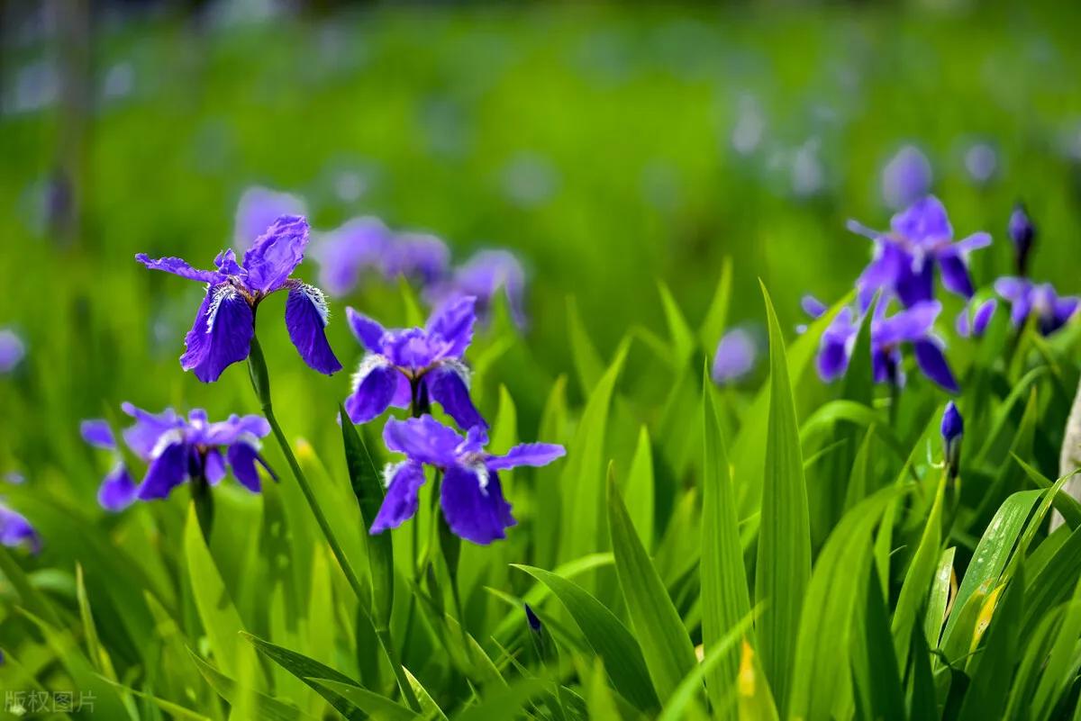 The irises painted by Van Gogh and Monet were recorded as medicine in ...