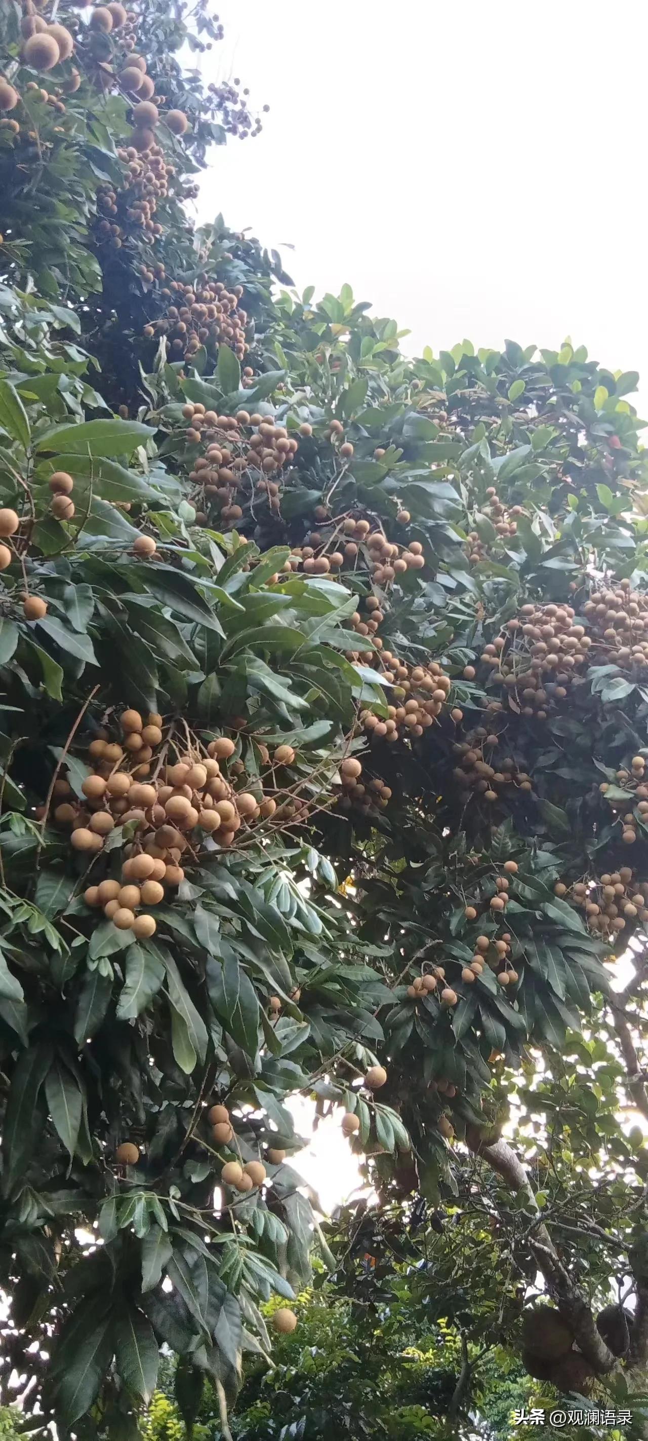 Longan full of trees, plant one, enough to eat for a summer - iMedia