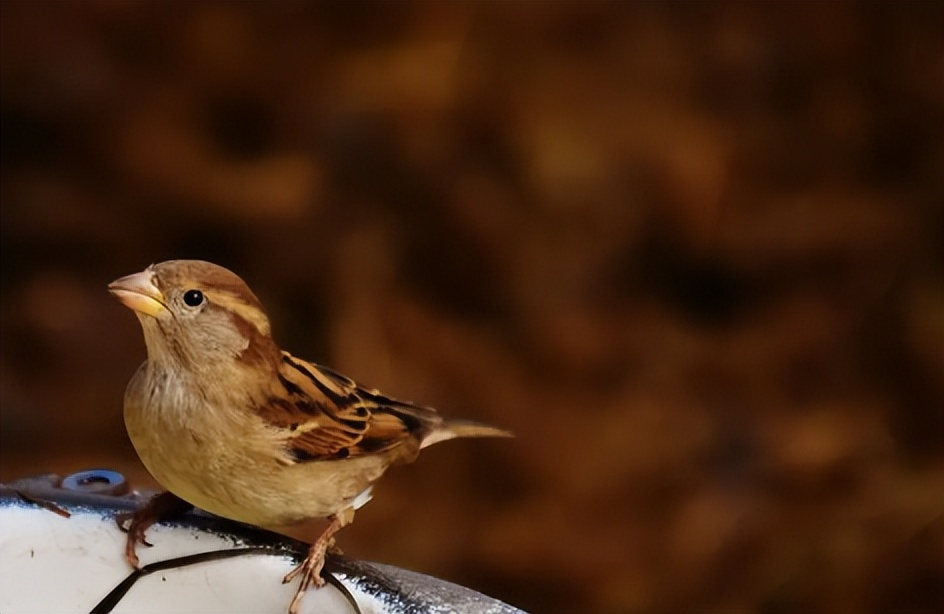 There are so many sparrows, why are they still protected animals? - iNEWS