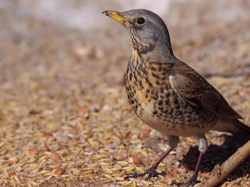 The Beauty of Nature: Field Thrush - iNEWS