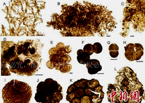 Chinese and foreign paleontologists discovered exquisite ancient ...