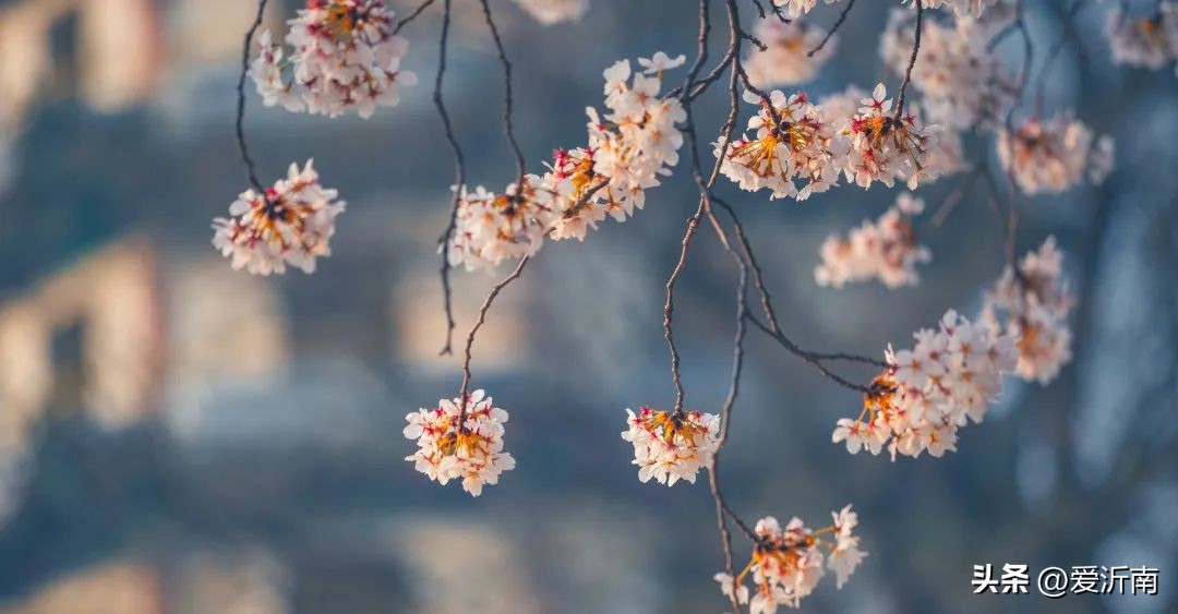 5 beautiful little poems, extremely gentle, unforgettable after reading ...