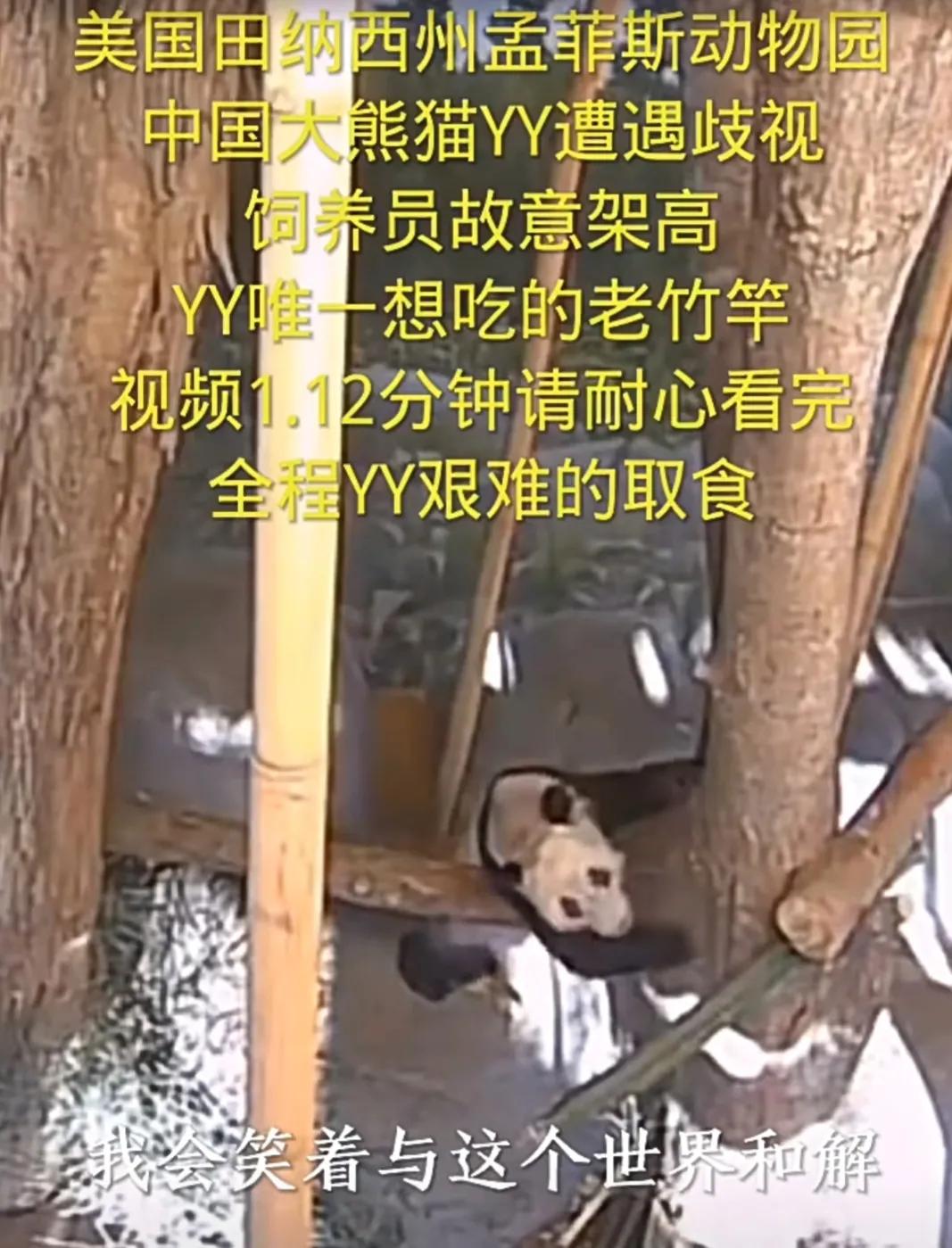 Chinese from Sichuan flew 3,000 kilometers to see Yaya, hoping that ...