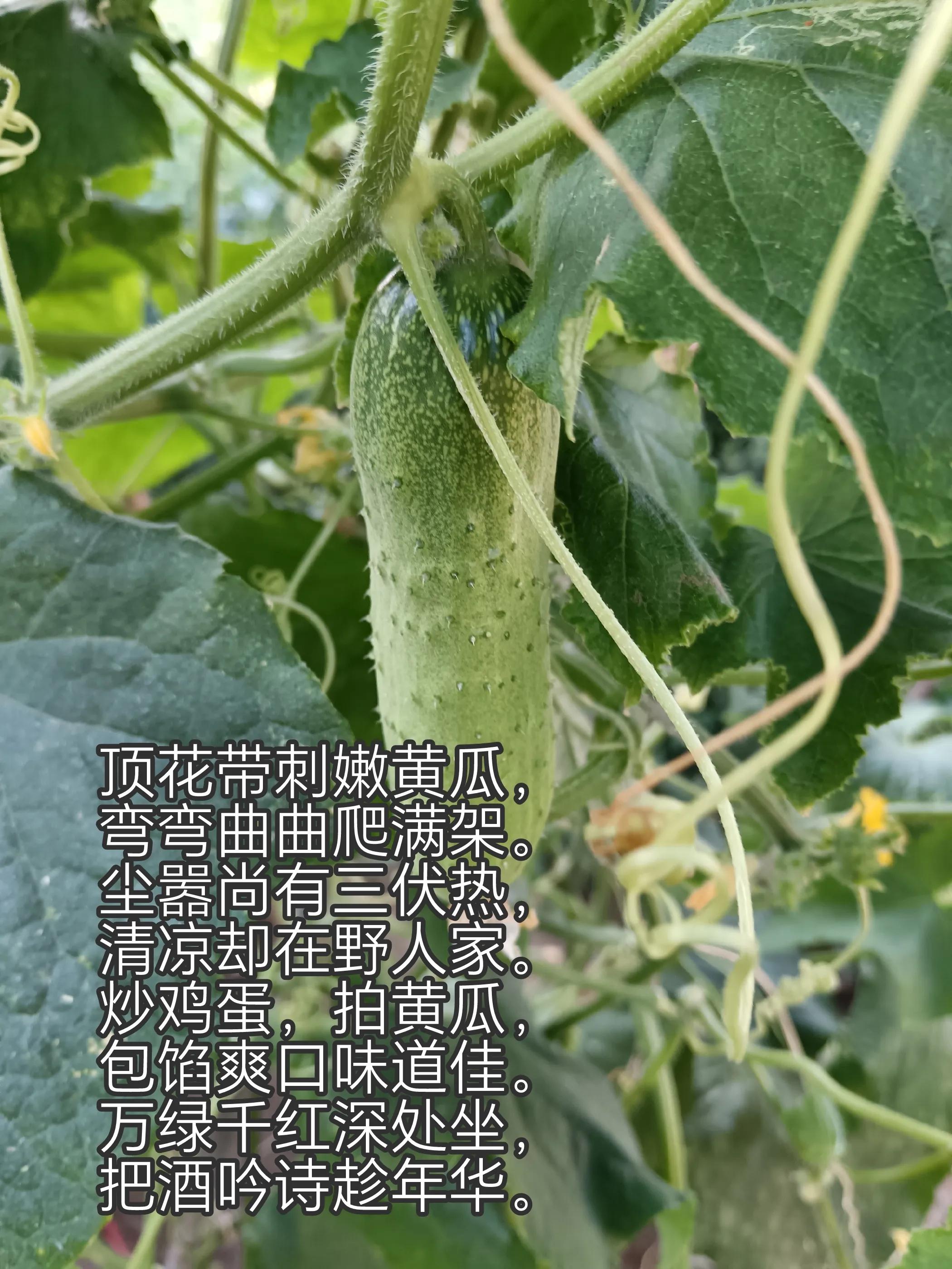 Poems of Small Courtyard Vegetable Garden——Retirement Chapter of "Drip ...