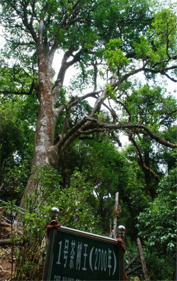Lao Hua Said Tea: Ancient Tree Tea from Qianjia Village in the Legend ...