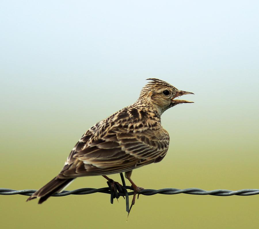 China's top ten famous birds - iMedia