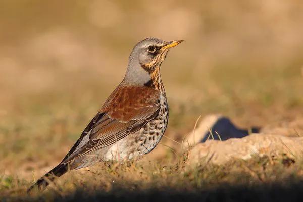 The Beauty of Nature: Field Thrush - iNEWS