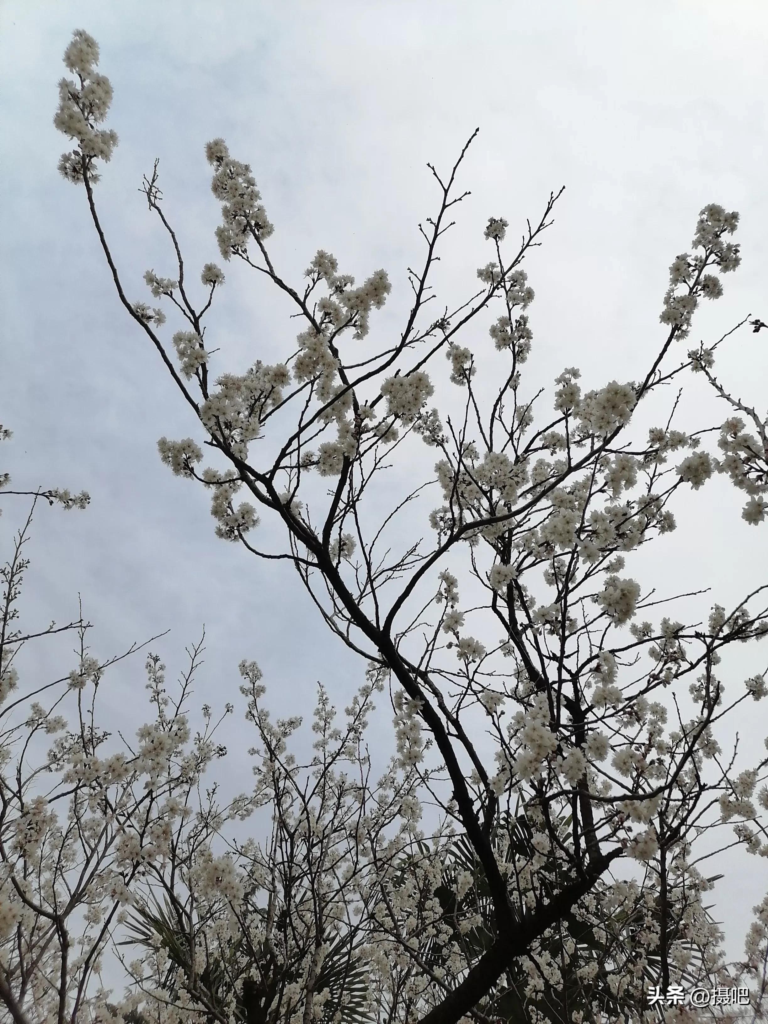 The spring is infinitely good, and the fragrance of white plums is ...