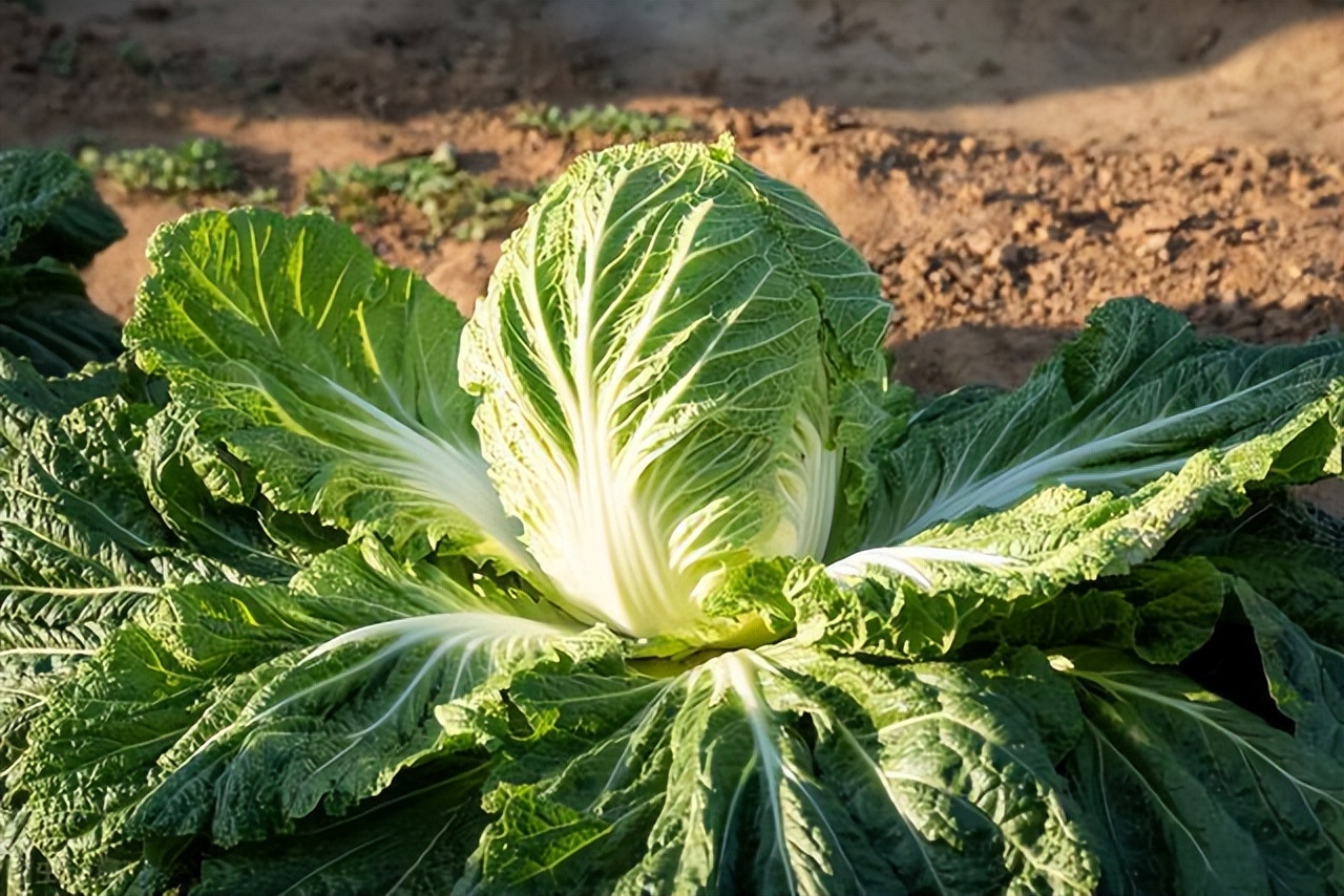 Frost's Falling Cabbage Looks Simple, But It's Intricate, 2452 ...