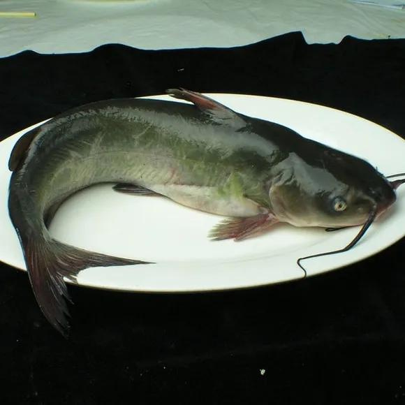 Why go back? The fish is tender, delicious and slightly spicy, steamed ...