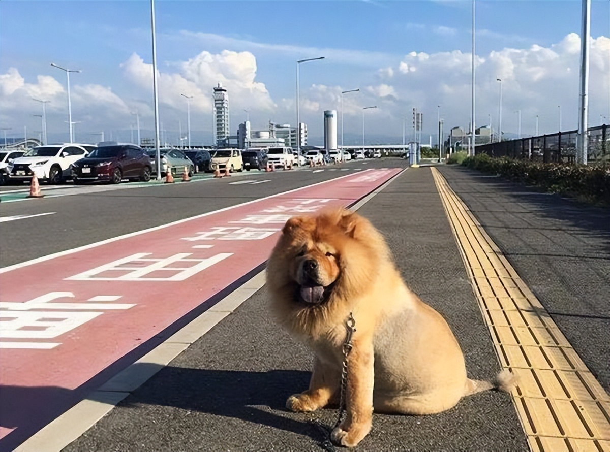 Why are fewer and fewer people raising "Chow Chow"?Netizen: I want to ...