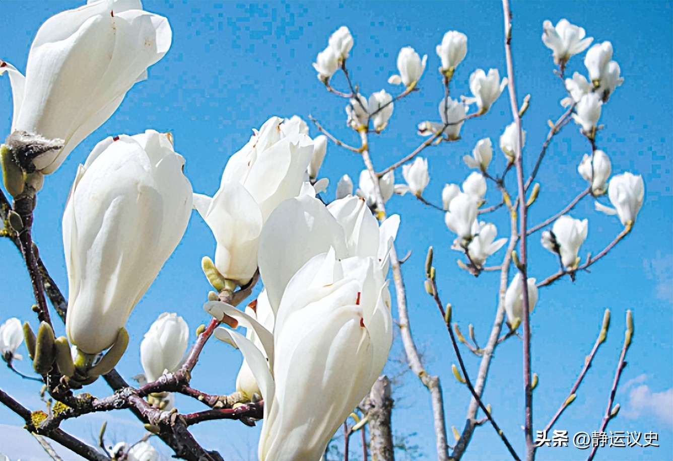 A Brief Analysis of Magnolia: The History and Charm of an Elegant ...