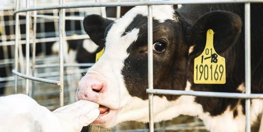 How to achieve dairy safety by "cows consciously" and adopt a cow to do ...