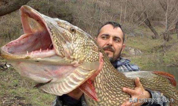 Experts say: Is there a 124-meter-long big red fish in Kanas Lake ...