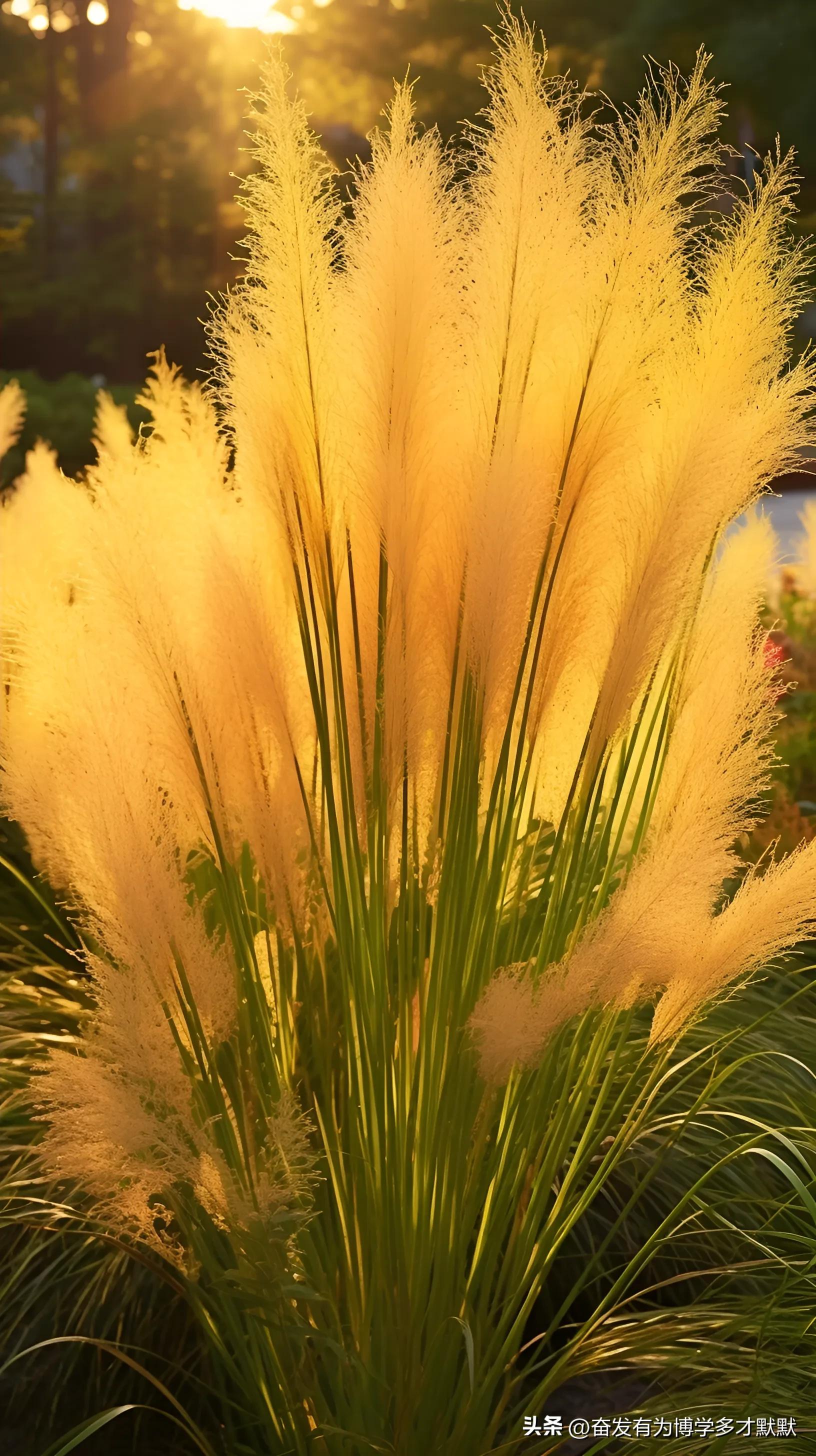 flame grass - iMedia