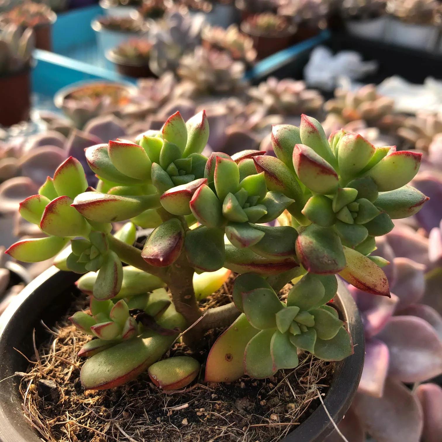 Know a plant every day: meringue duck - iNEWS