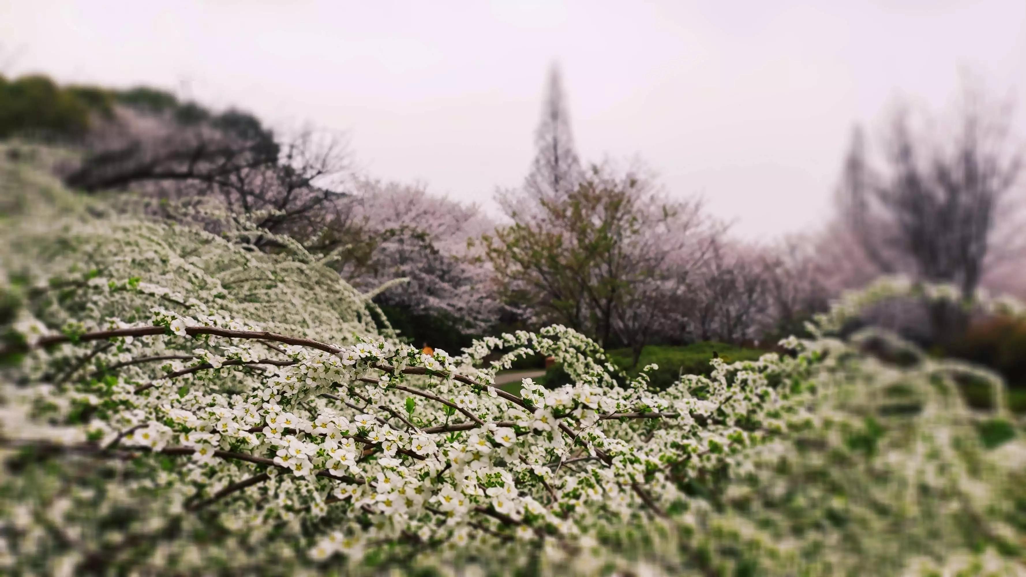 snow willow - iNEWS