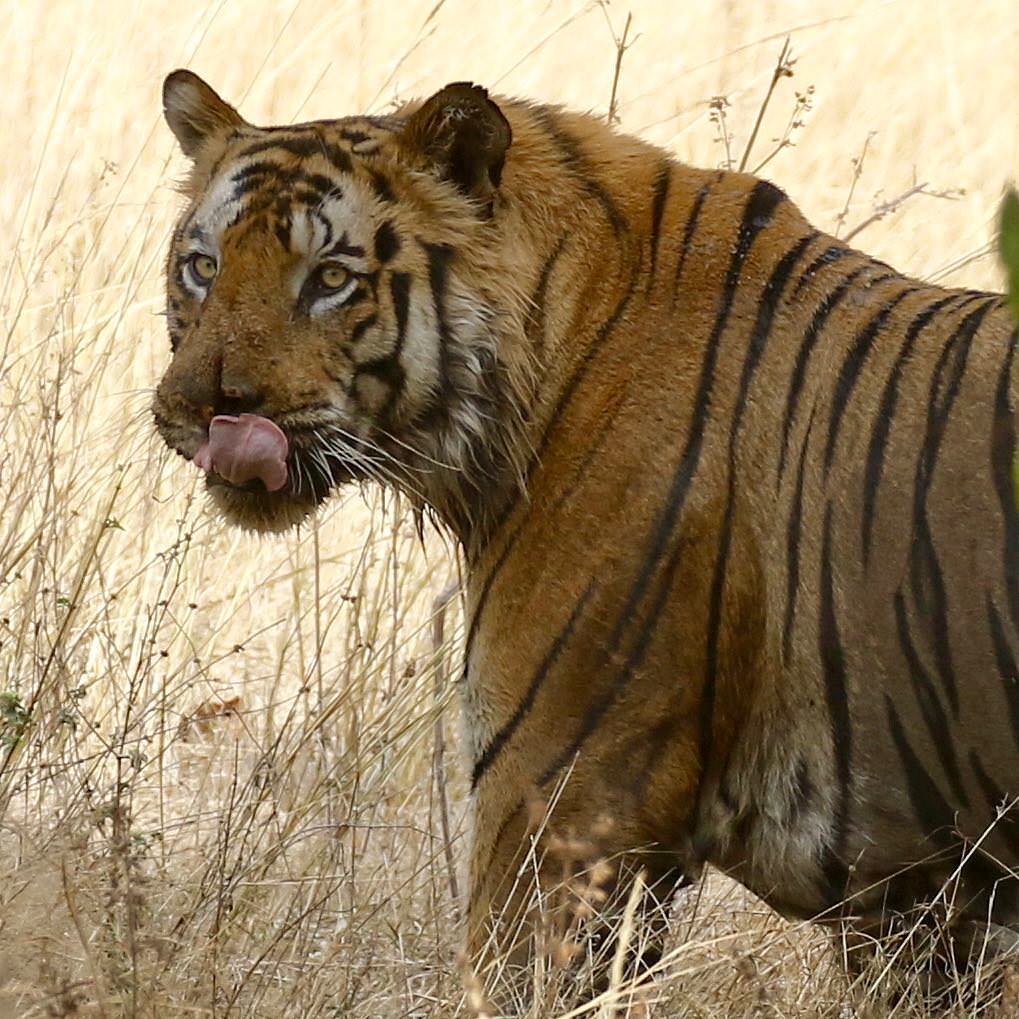 Indian story: The legendary life of the prince, one of the most ...