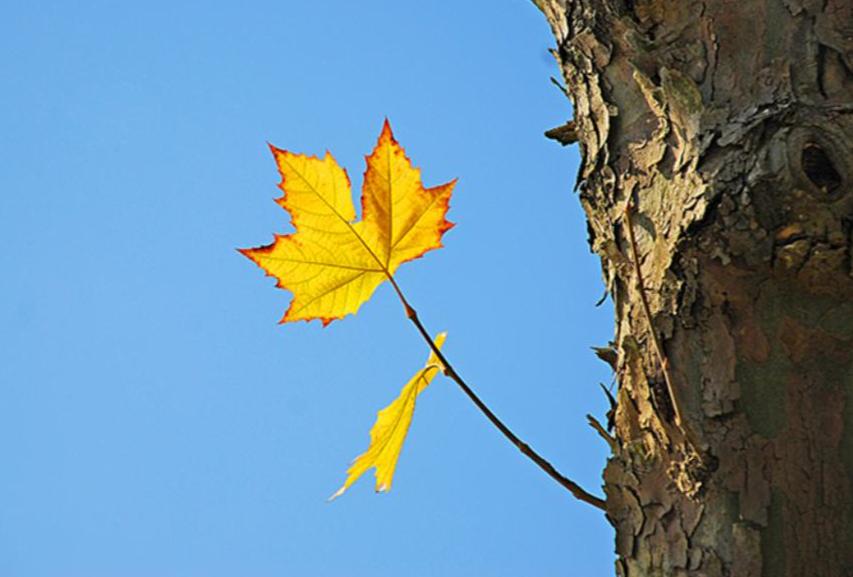 The 8 most helpless words in history, each word is full of helplessness ...