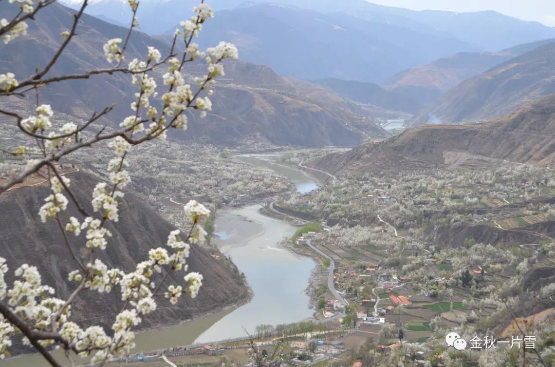 Jinchuan Scenery: Pear Blossoms - iNEWS