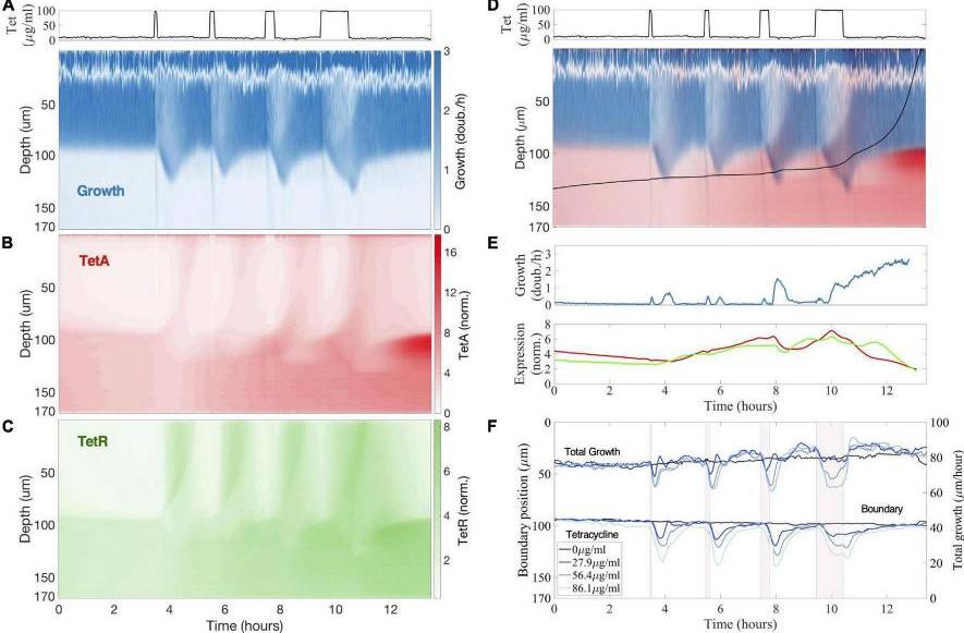 Exploring the Antibiotic Response of Different Nutrient Gradients to ...