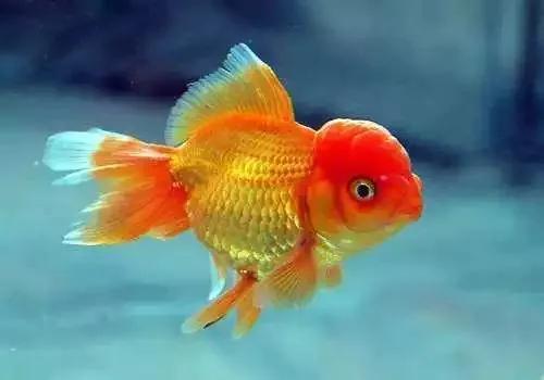 Who says fish have only 7 seconds of memory?Goldfish not only have good ...