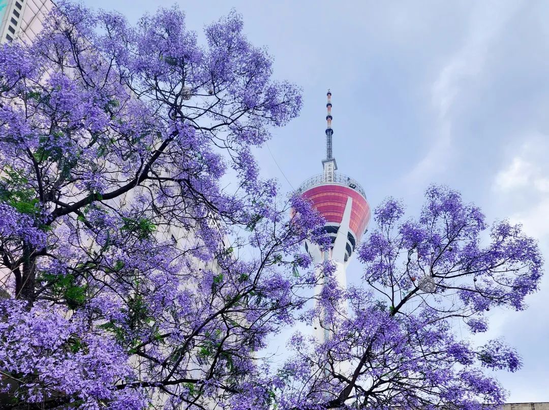 Beautiful! The "blue" friends of Chengdu people know romance! - iNEWS