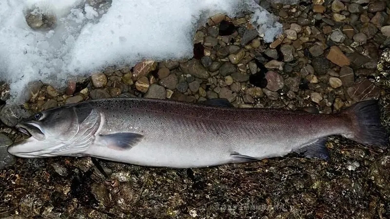 Xinjiang this fish, weighing more than 1 ton, is nutritious and ...