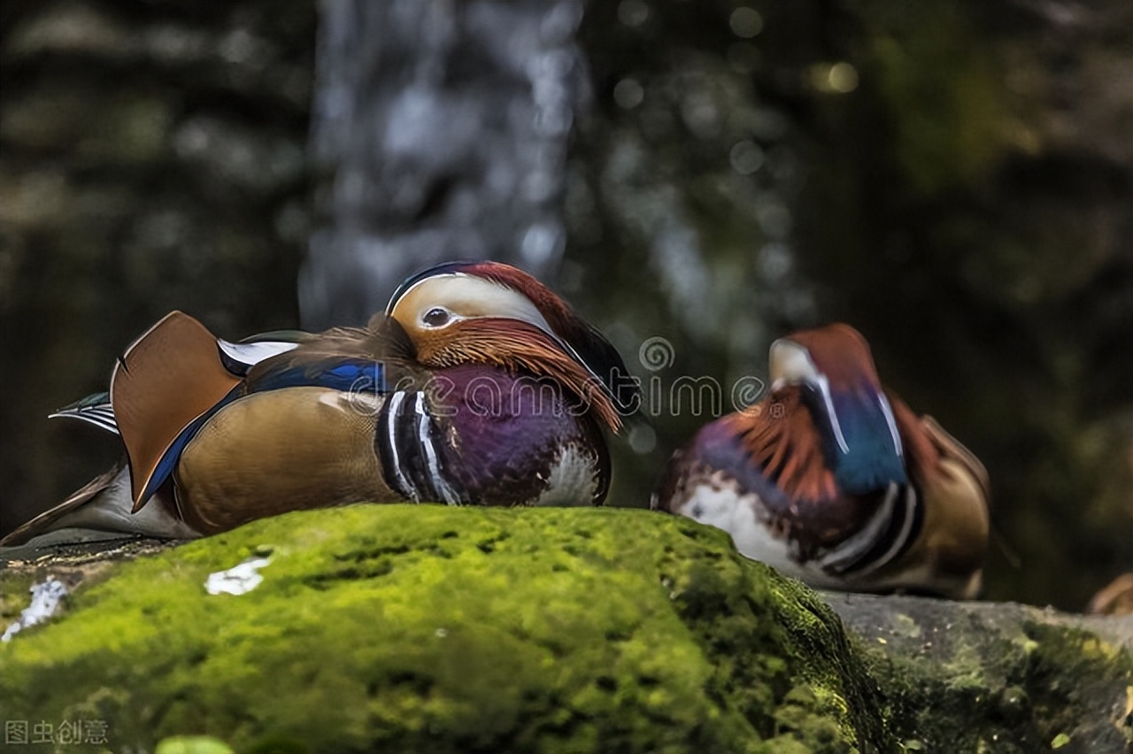 Yuanyang Yufei, a love bird in Chinese folklore - iNEWS