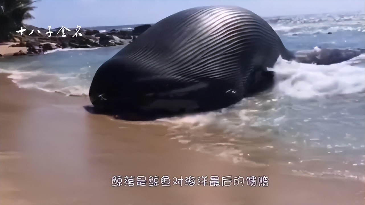 What is a "whale burst"? Why do whales fall and everything grows, and ...