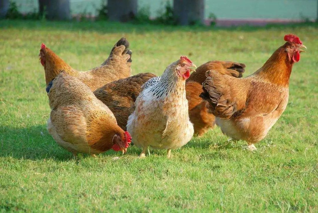 How to eat the most nutritious types of chicken - iMedia
