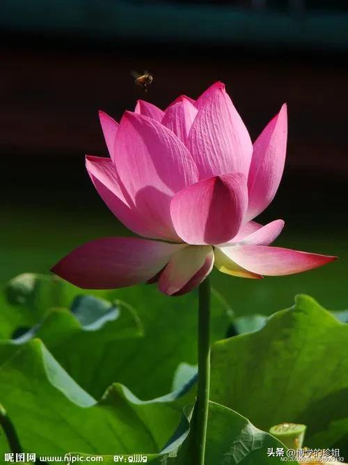 The end of summer is the fourteenth solar term in the twenty-four solar ...