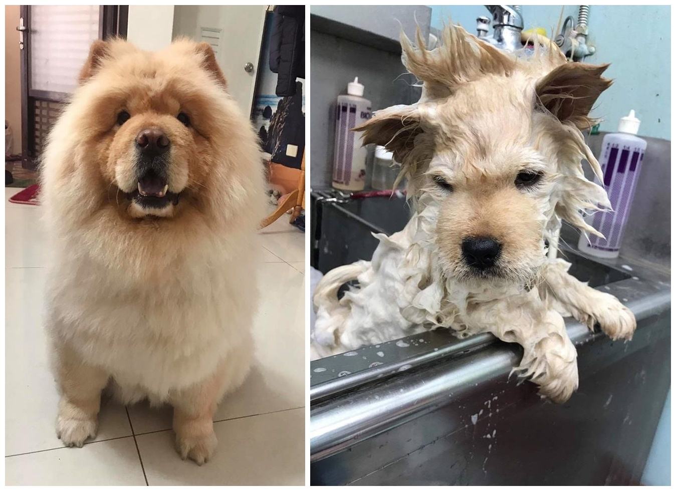 Why are fewer and fewer people raising "Chow Chow"?Netizen: I want to ...