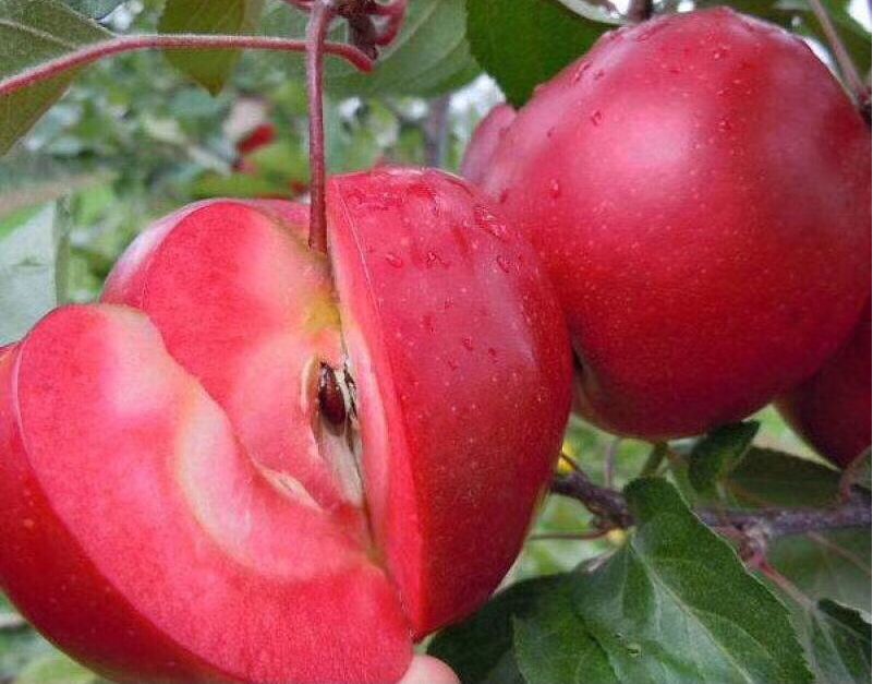 Red meat apples full of dietary fiber, essential for weight loss ...