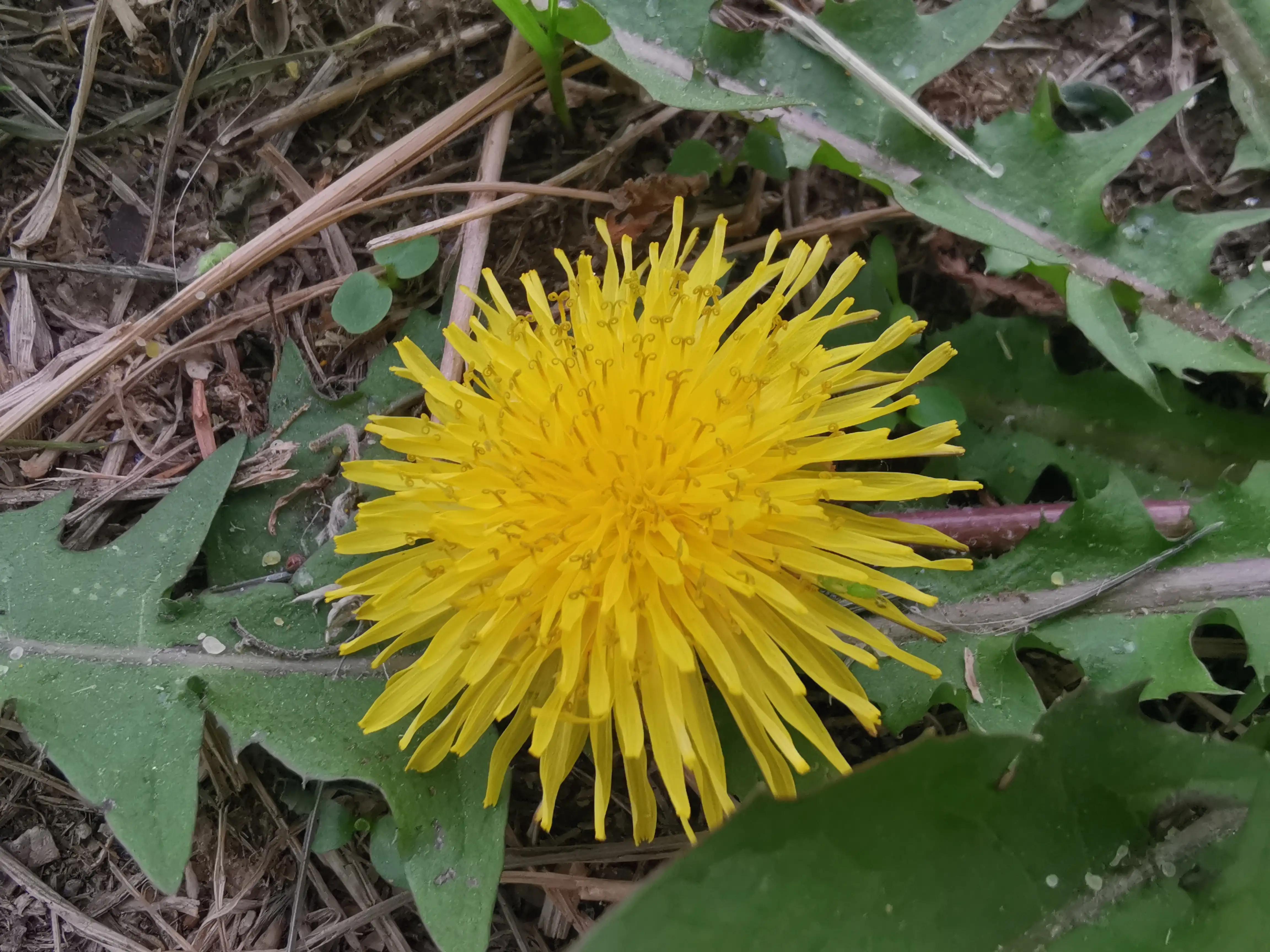 poem a dandelion - iNEWS