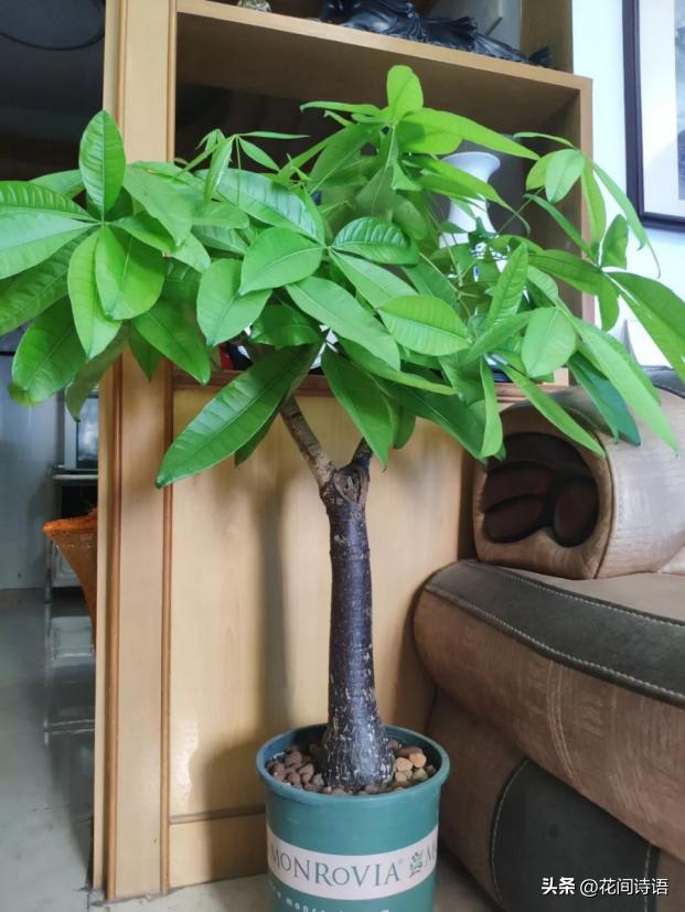 Fortune tree: Why is it always unable to support it? It turns out that ...