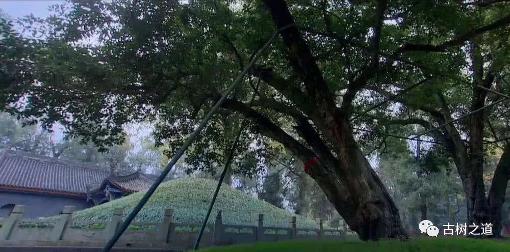 China's Top Ten Ancient Trees - Holy Water Temple Hangui - iNEWS