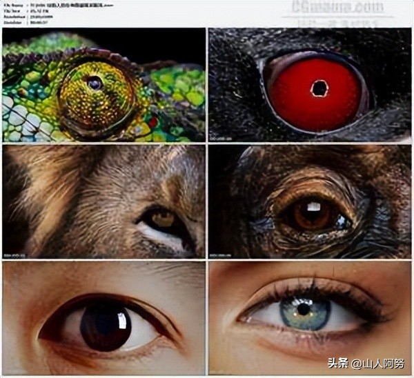 The unique human eye! What kind of environment should we adapt to the ...
