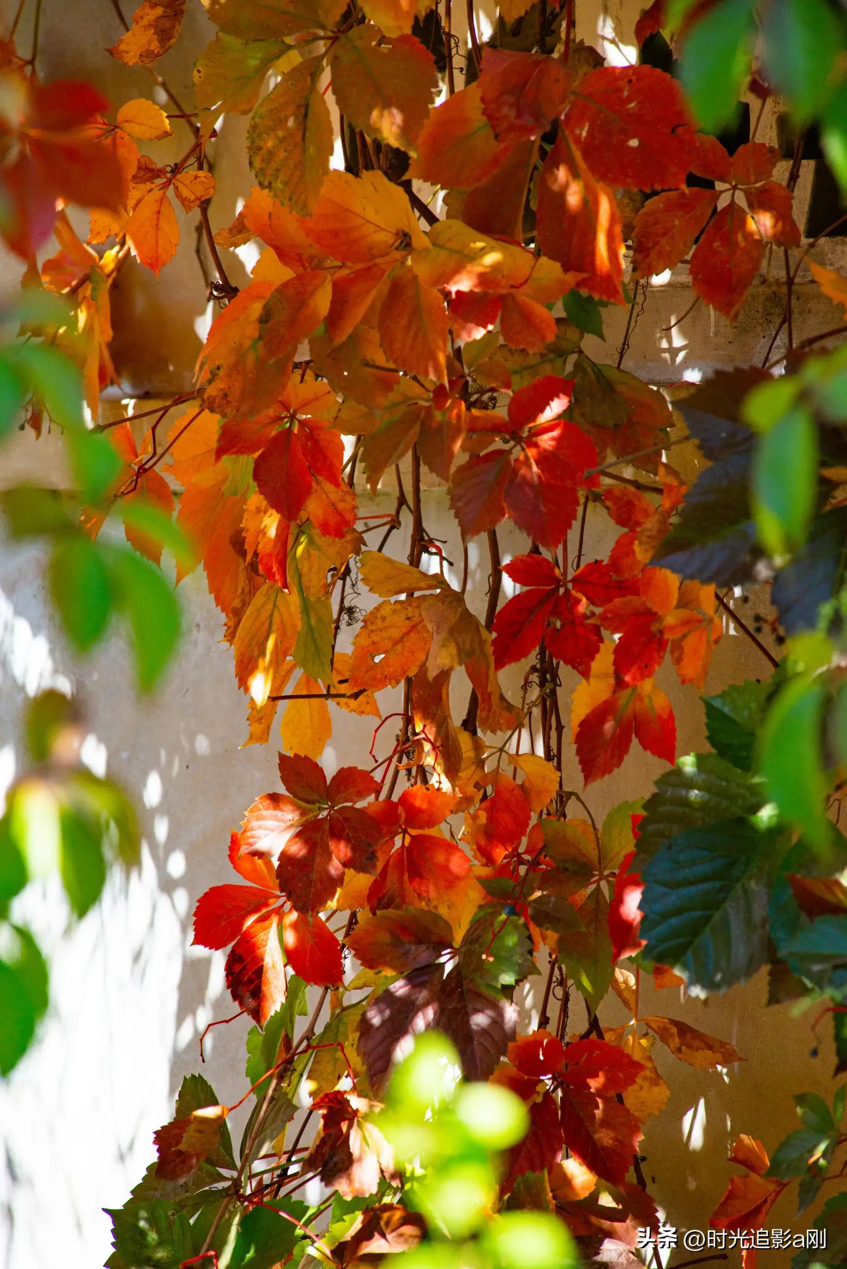 Drunk beautiful autumn colors, creeping tigers, enjoying autumn seasons ...