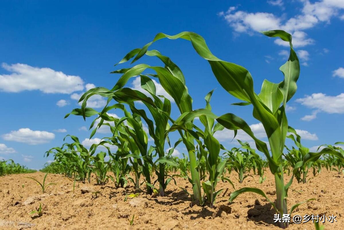 How soon can corn be fertilized? What fertilizer to apply? understand ...