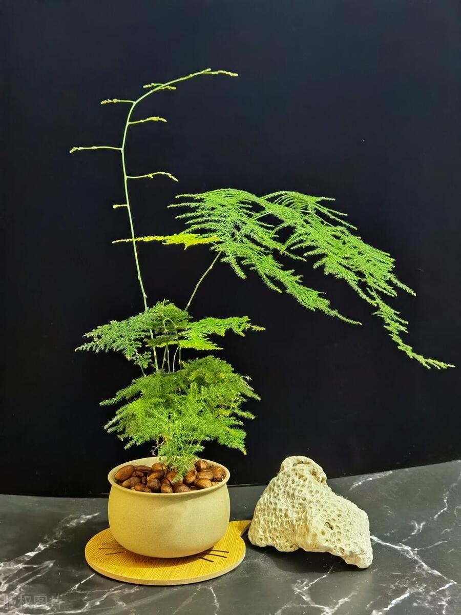How to make asparagus bamboo burst from the root - iNEWS